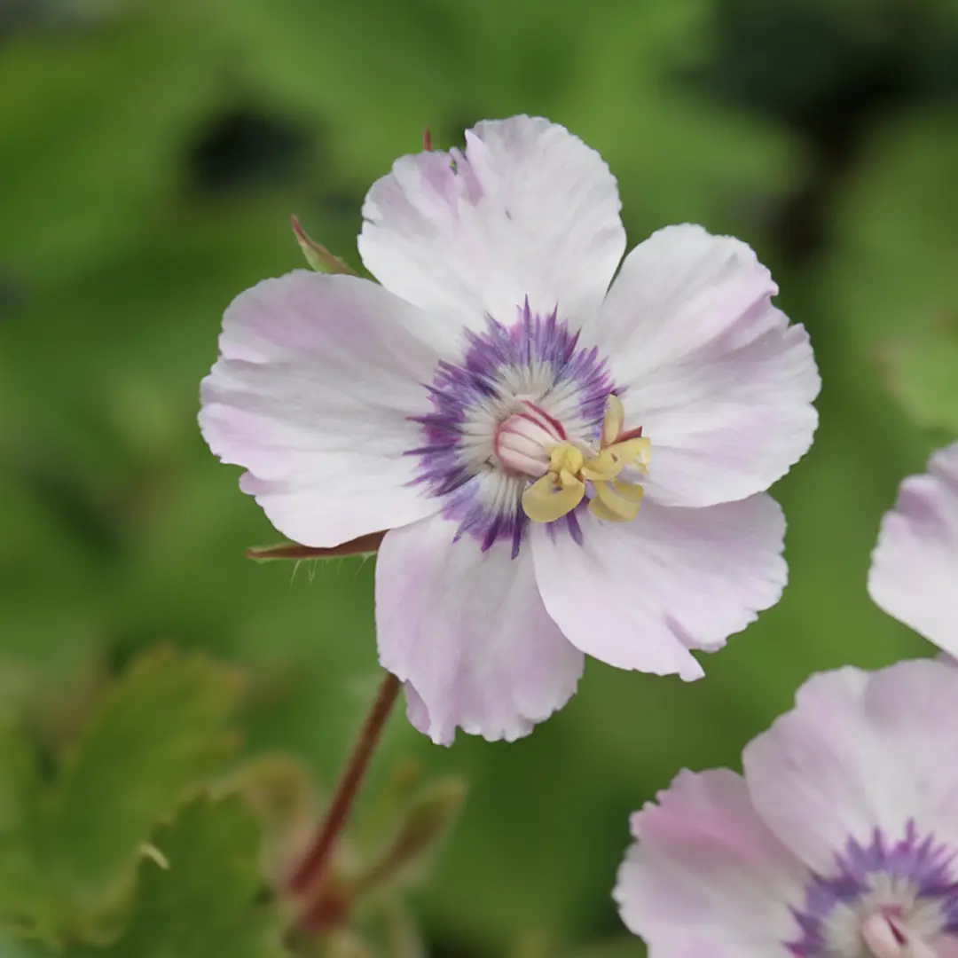 Geranium 'Wendy's Blush' (Pot Size 3L) Cranesbill Geranium - The Boma ...