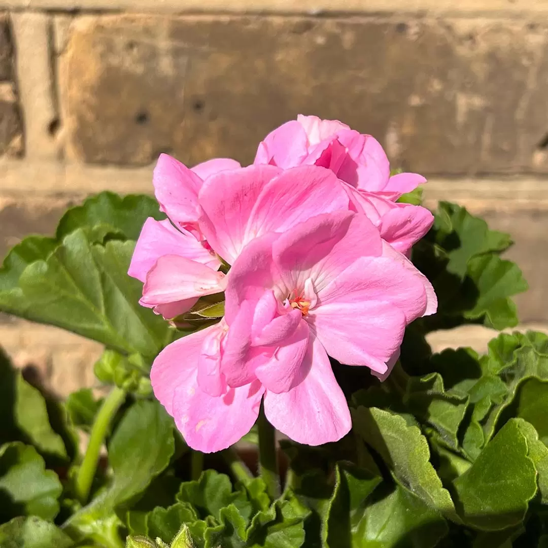 Geranium Zonal Light Pink (Pot Size 10.5cm) - The Boma Garden Centre