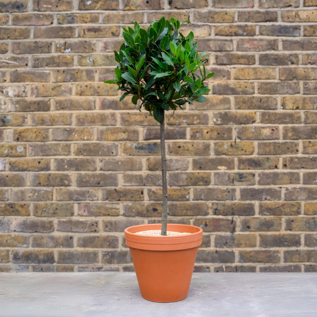 Greenwich Bay Tree Pot - The Boma Garden Centre