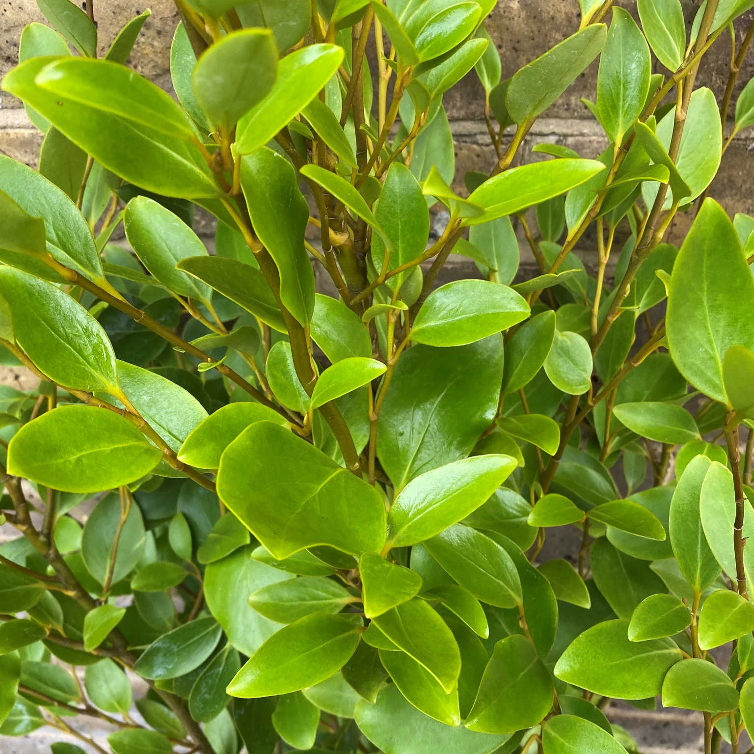 Griselinia Hedge (Pot Size 5L) New Zealand Broadleaf Hedge - Evergreen ...