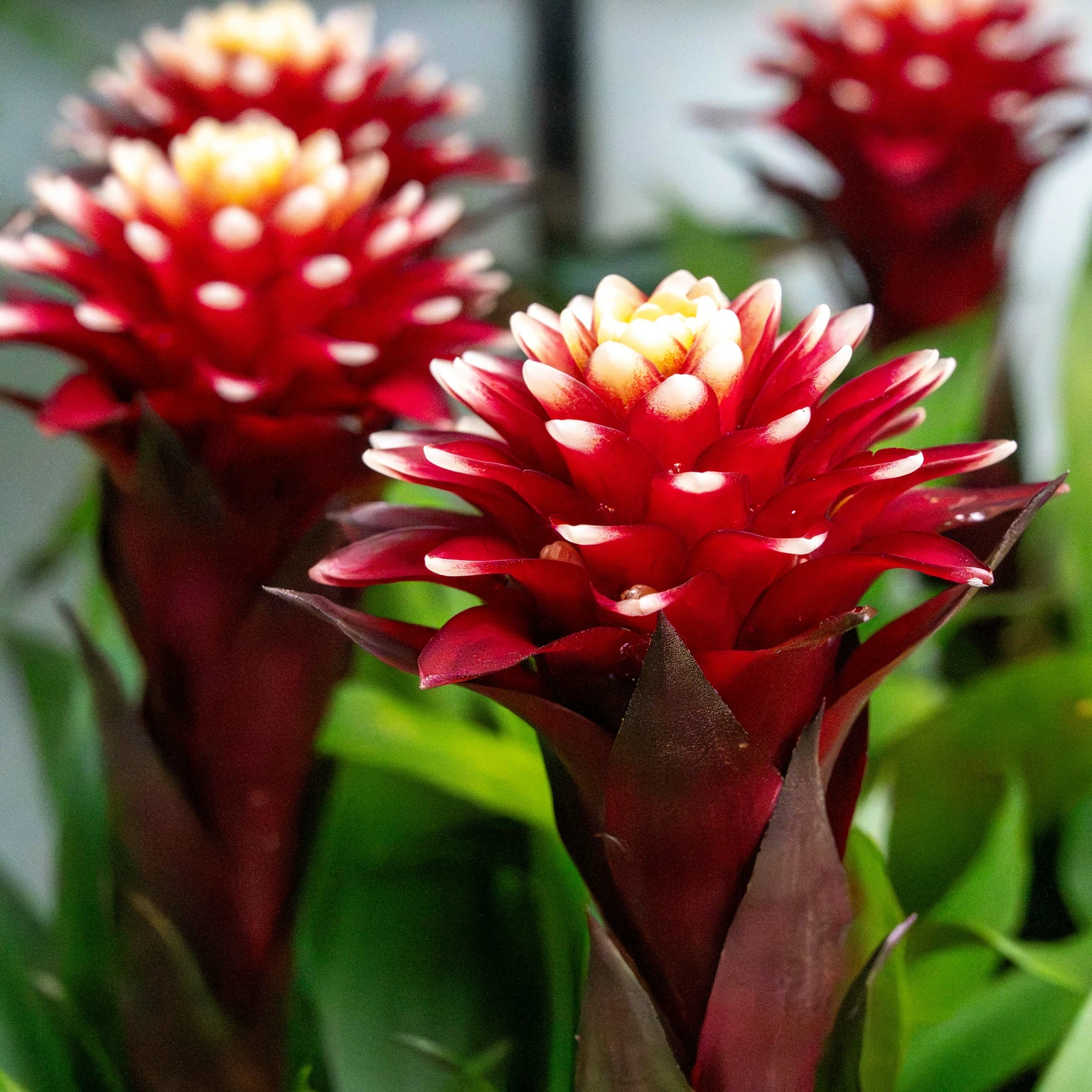 Guzmania 'Francesca Purple' (Pot Size 13cm Height 40cm) Bromeliad - The ...