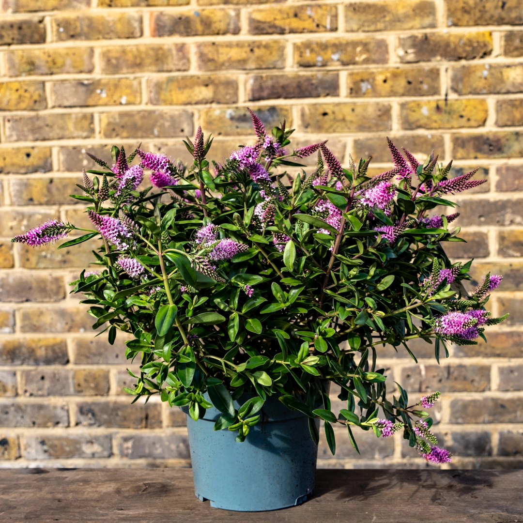 Hebe Addenda® 'Donna Elsa' (Pot Size 15cm) - The Boma Garden Centre