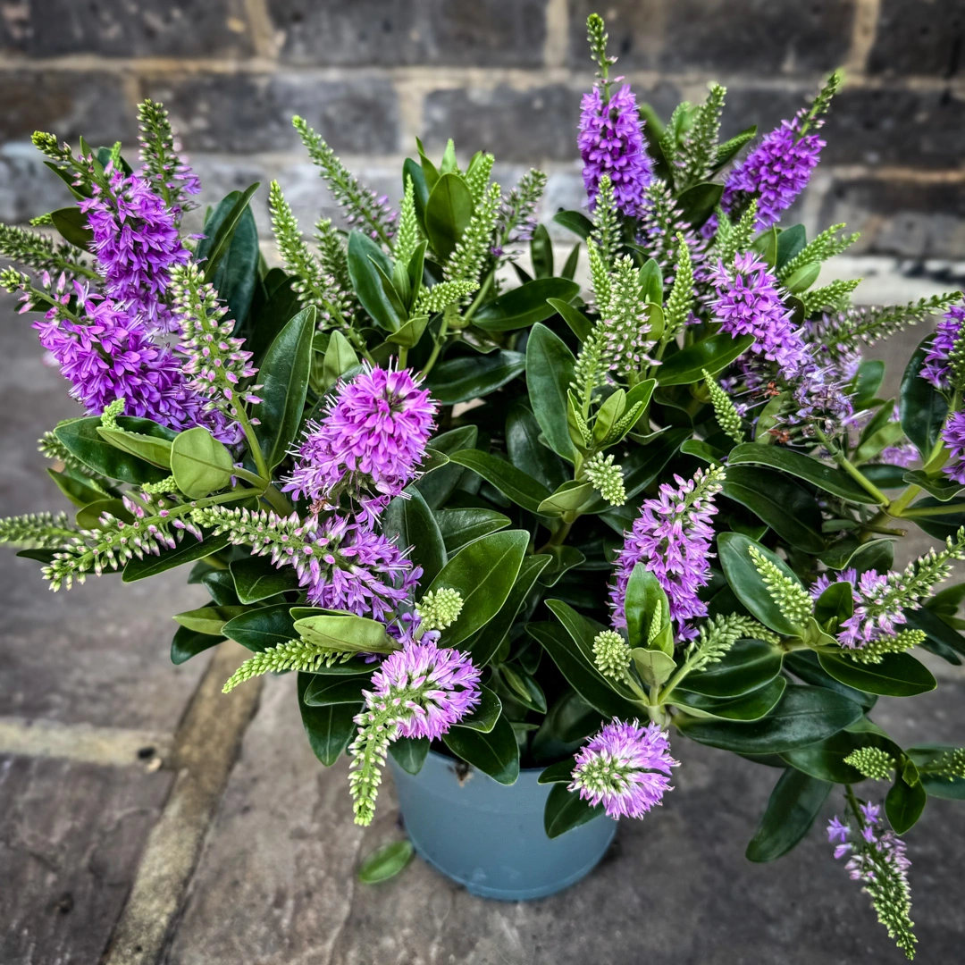 Hebe Addenda® 'Donna Emma' (Pot Size 15cm) Shrubby Veronica - The Boma ...
