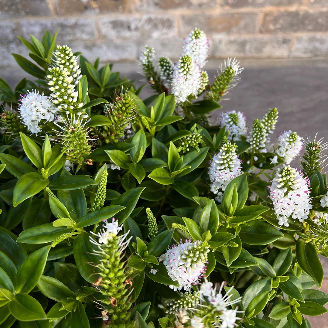 Hebe Addenda® 'Donna Jenna' (12cm) White-Flowering Hebe - The Boma ...