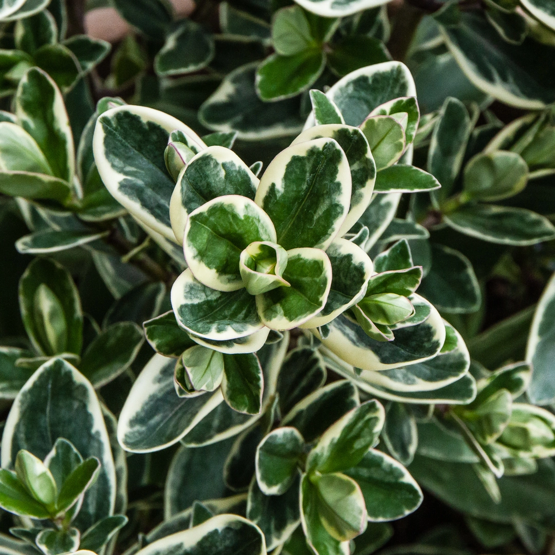 Hebe Addenda® 'Donna Katrina' (Pot Size 2L) Shrubby Veronica - The Boma ...