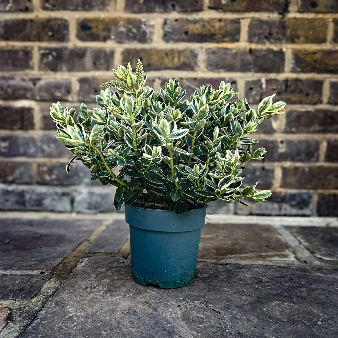 Hebe Addenda® 'Donna Katrina' (Pot Size 15cm) Shrubby Veronica - The ...