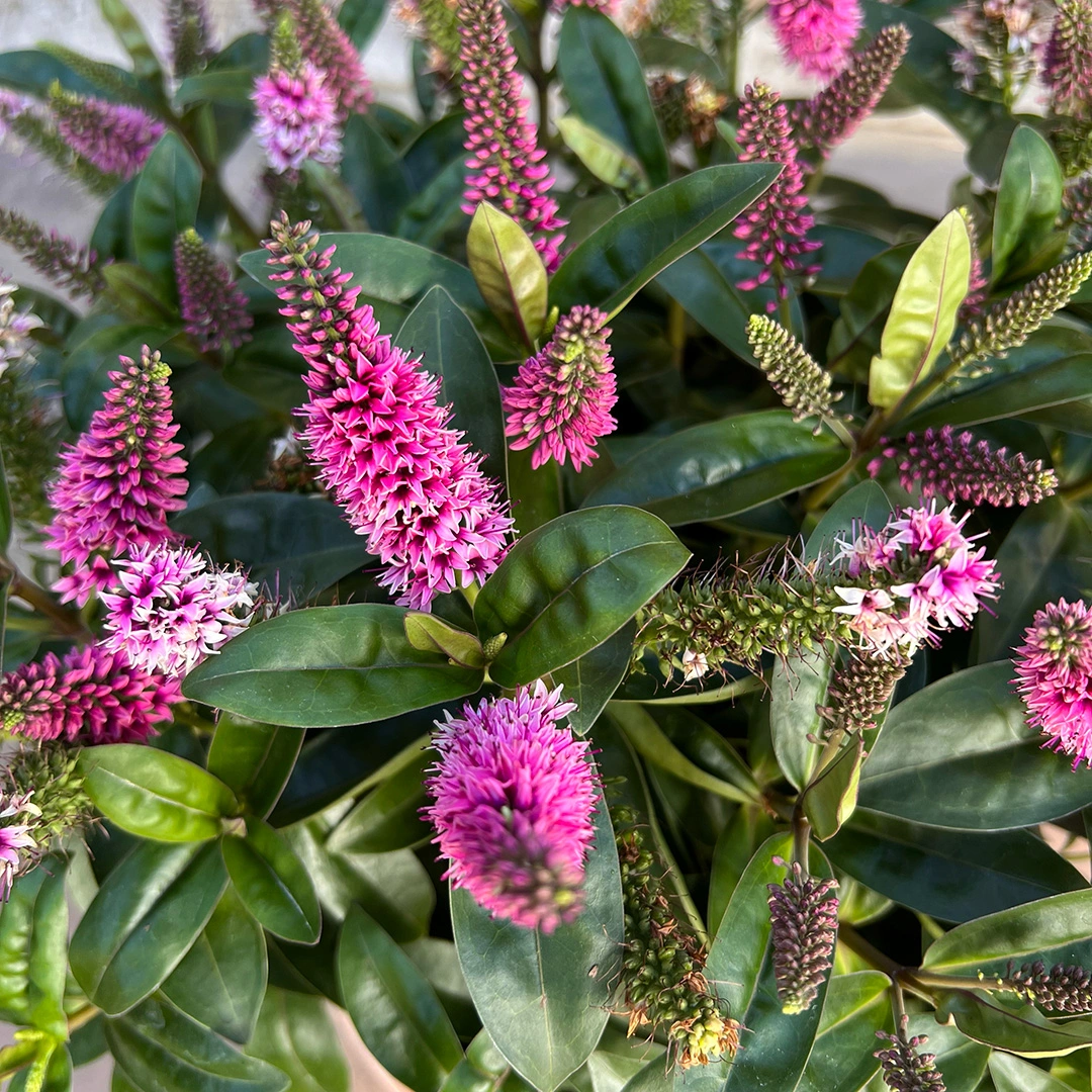 Hebe Addenda® 'Donna Nikka' (15cm) Pink Flowering Hebe - The Boma ...