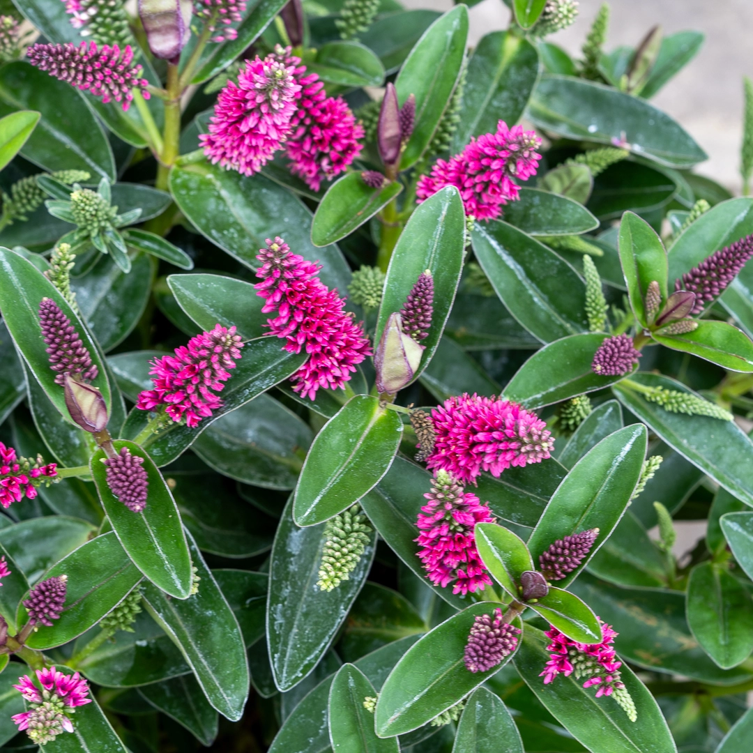 Hebe Addenda® 'Vinoa Pink' (12cm) Pink Flowering Hebe - The Boma Garden ...