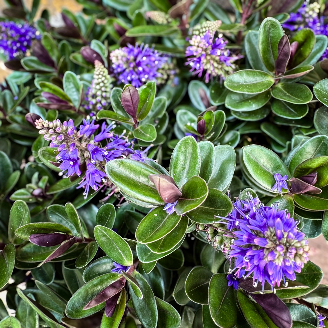 Hebe Addenda® 'Vinoa Purple' (15cm) Purple Flowering Hebe - The Boma ...