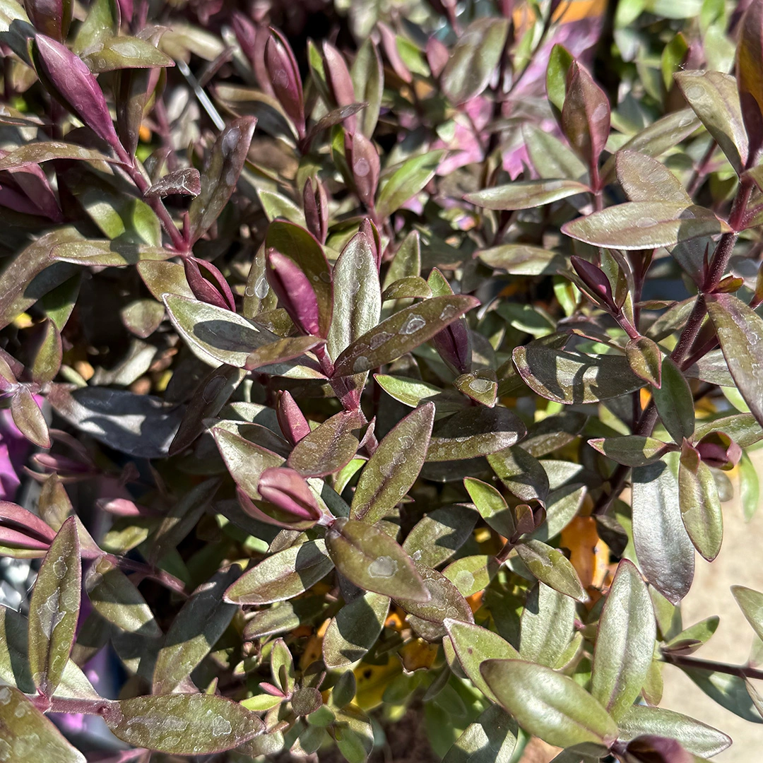 Hebe 'Black Beauty' (Pot Size 2L) Shrubby Veronica - The Boma Garden Centre