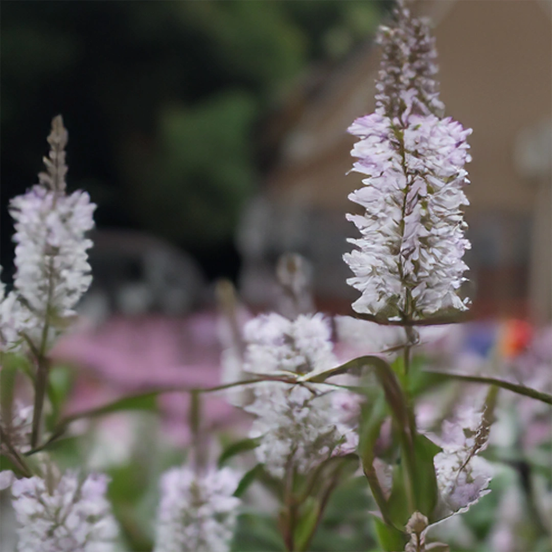 Hebe 'Dark Angel' (Pot Size 2L) - The Boma Garden Centre
