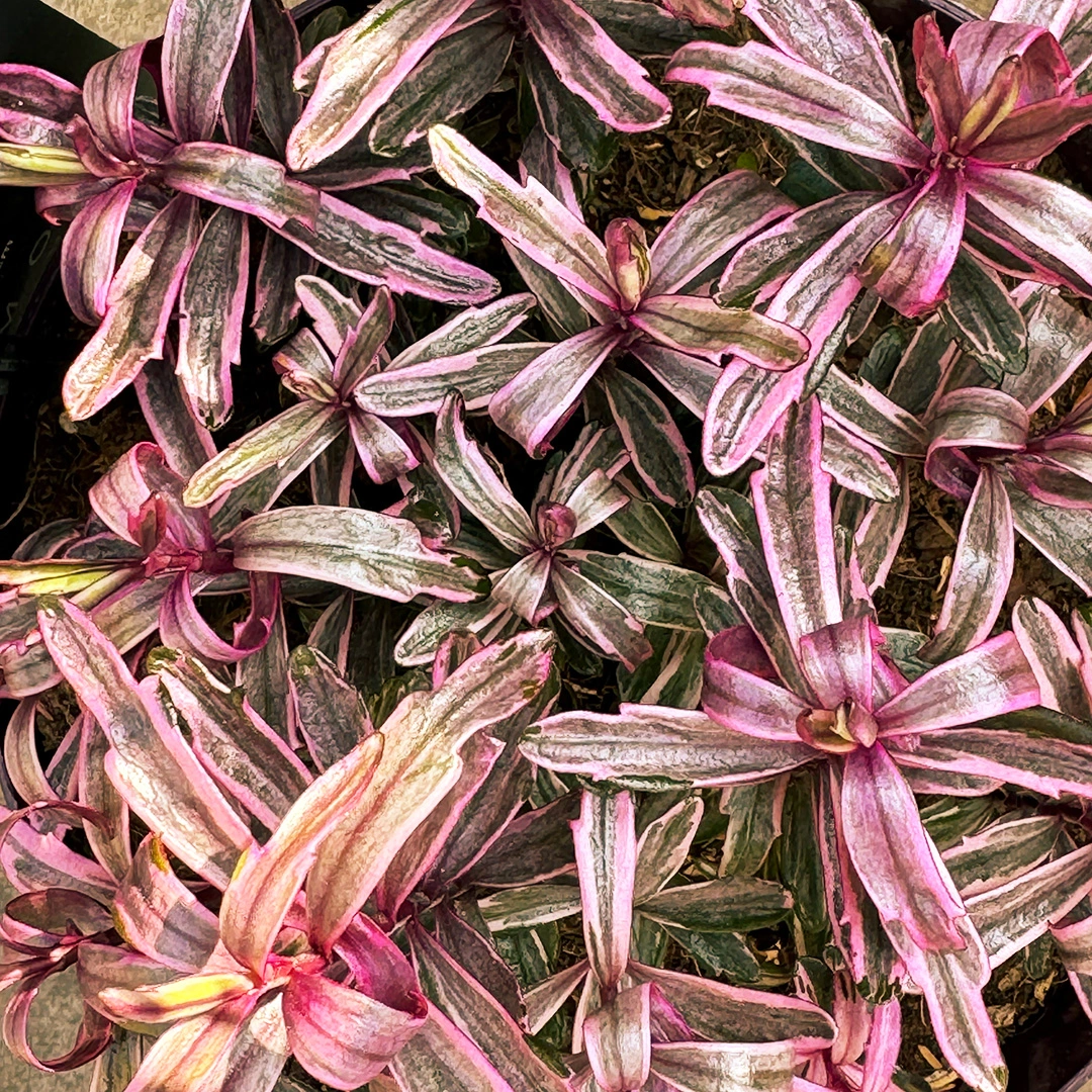 Hebe 'Frozen Flame' (Pot Size 17cm) - The Boma Garden Centre