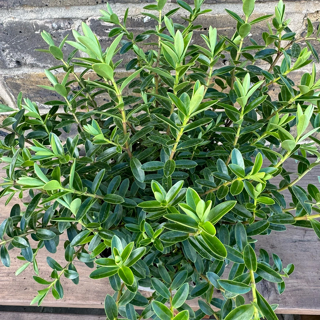 Hebe 'Pearl of Paradise' (Pot Size 2L) - The Boma Garden Centre