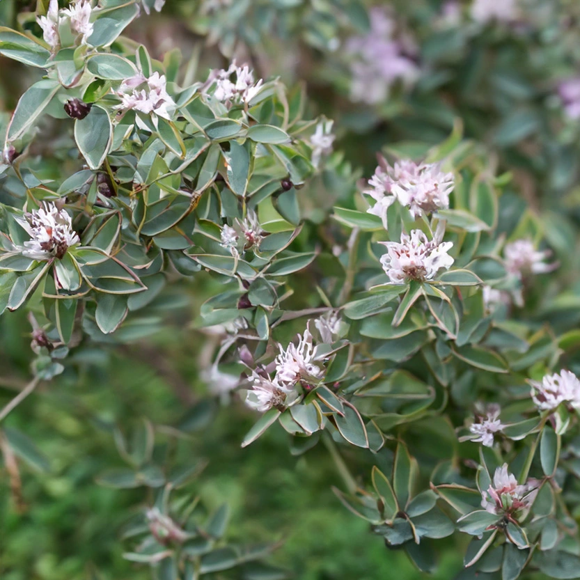 Hebe 'Pink Lady' (Pot Size 17cm) - The Boma Garden Centre