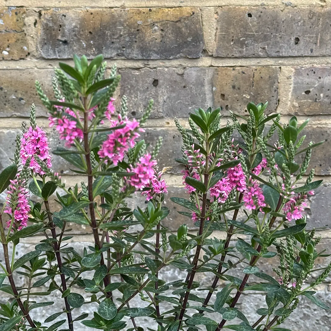 Hebe 'Pink Pixie' (Pot Size 2L) Shrubby Veronica - The Boma Garden Centre
