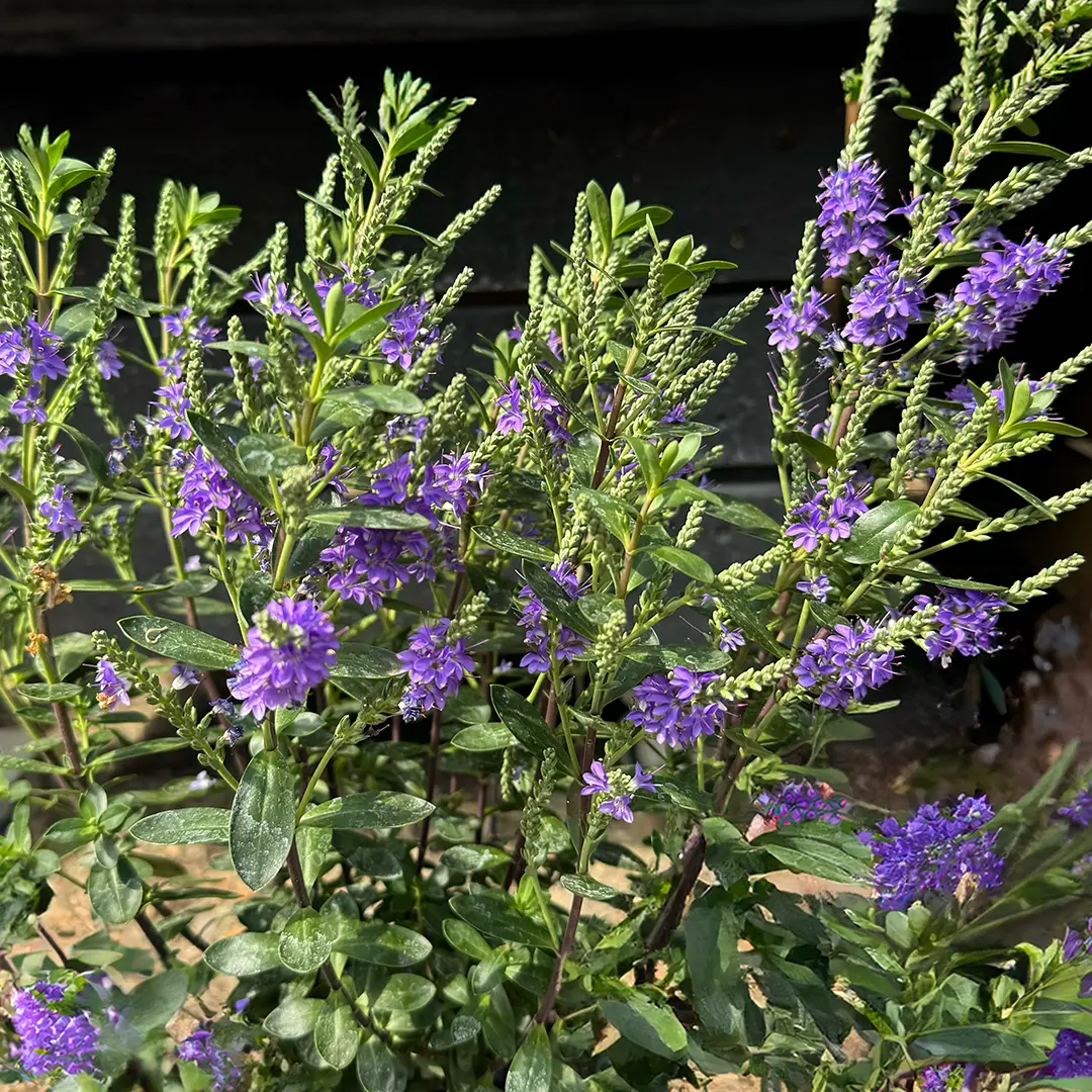Hebe Purple Pixie (Pot Size 2L) Shrubby Veronica - The Boma Garden Centre