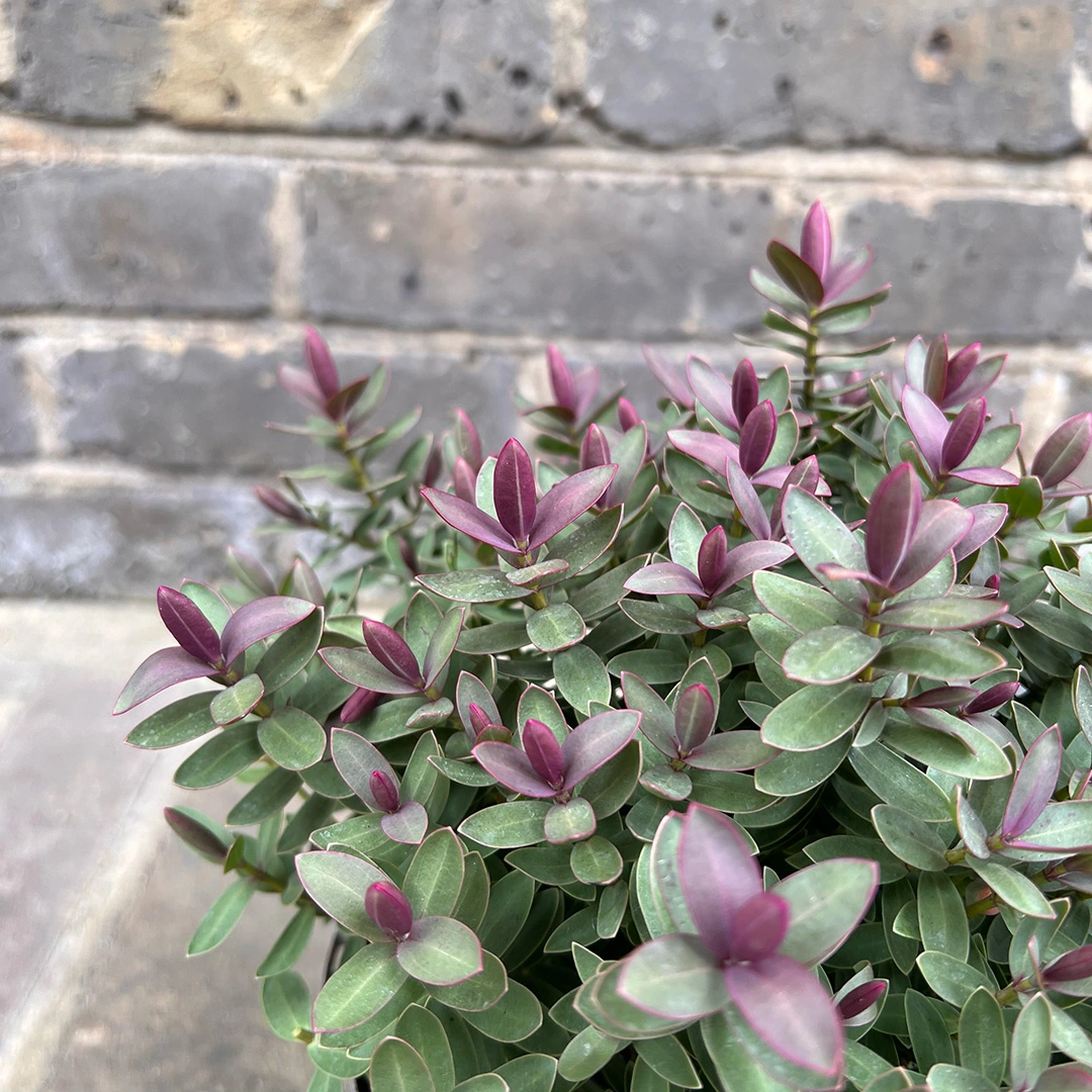 Hebe 'Red Edge' ( Pot Size 2.0Ltr) Hebe Shrubby Veronica - The Boma ...