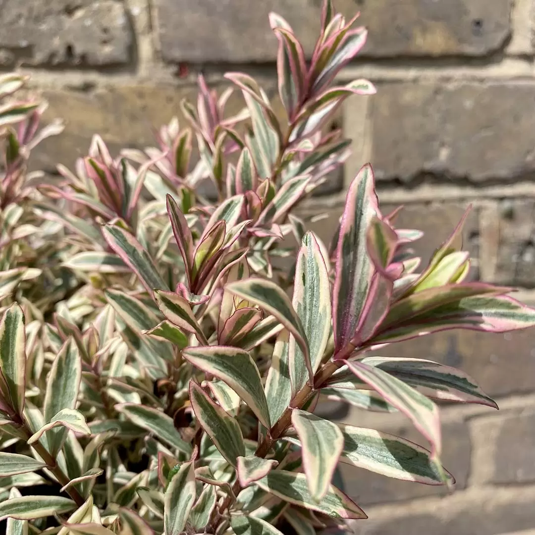 Hebe 'Red Sunset' (Pot Size 2L) - The Boma Garden Centre