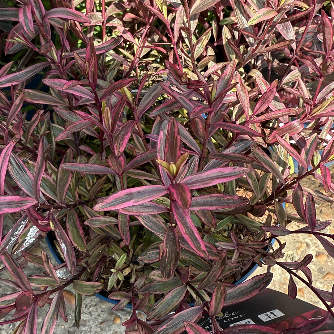 Hebe 'True Love' (Pot Size 2L) Shrubby Veronica - The Boma Garden Centre