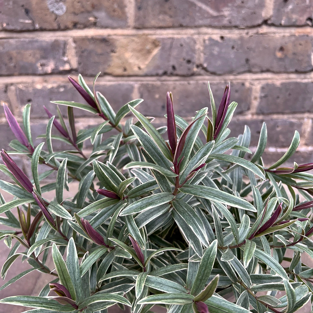 Hebe Winter Wonder (Pot Size 2ltr) Shrubby Veronica - The Boma Garden ...