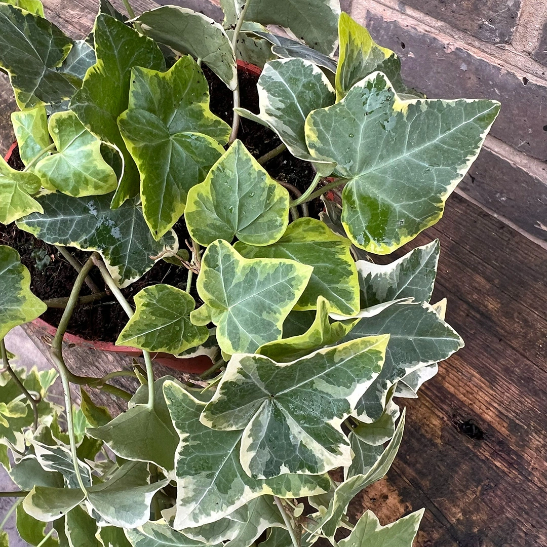 Hedera helix 'Gold Child' (13cm) English Ivy - The Boma Garden Centre