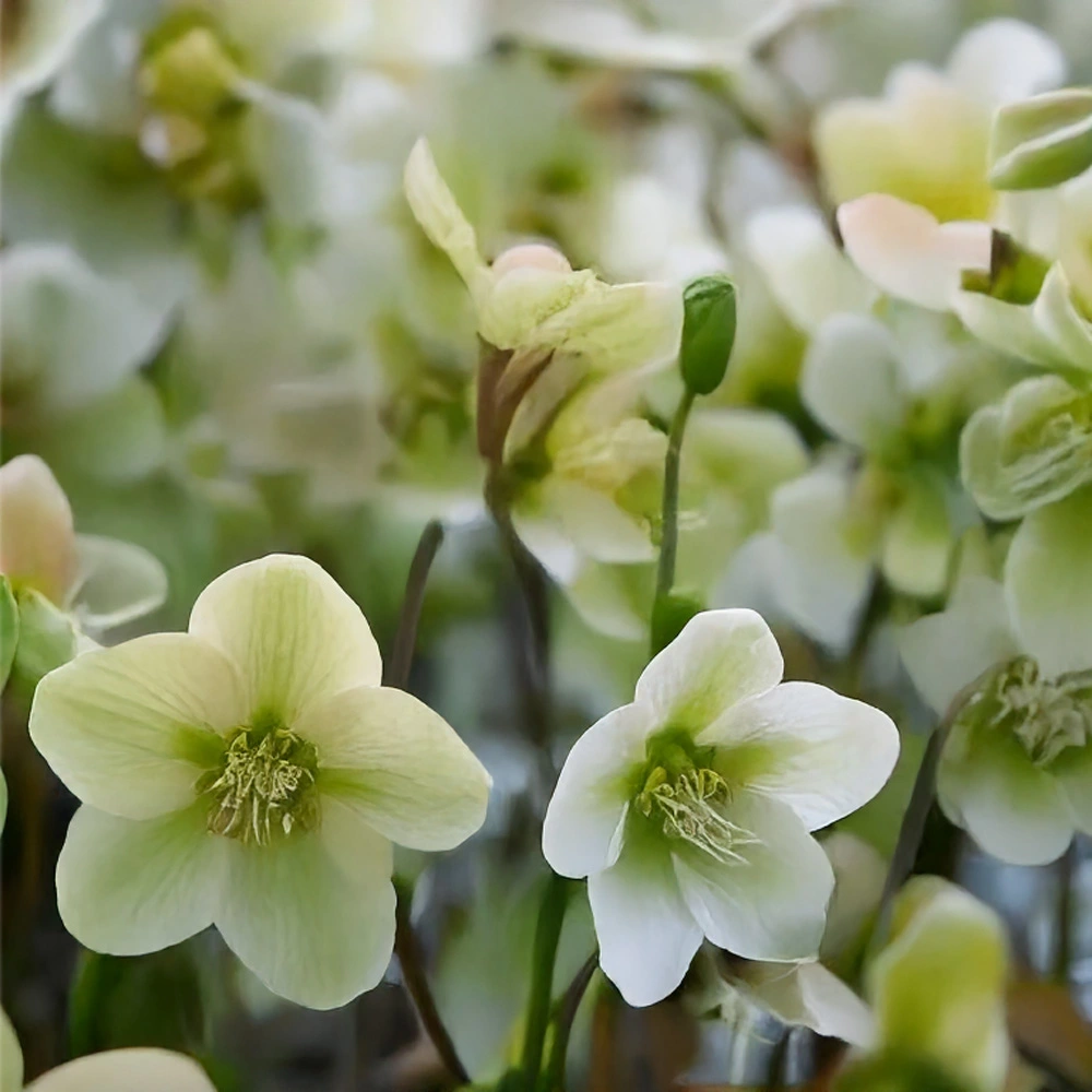 Helleborus 'Diamondfire' (Pot Size 17cm) Hellebore - The Boma Garden Centre