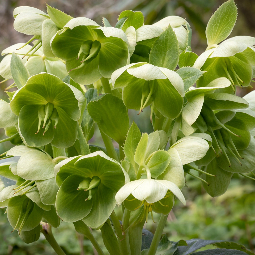 Helleborus 'foetidus' (Pot Size 14cm) - The Boma Garden Centre