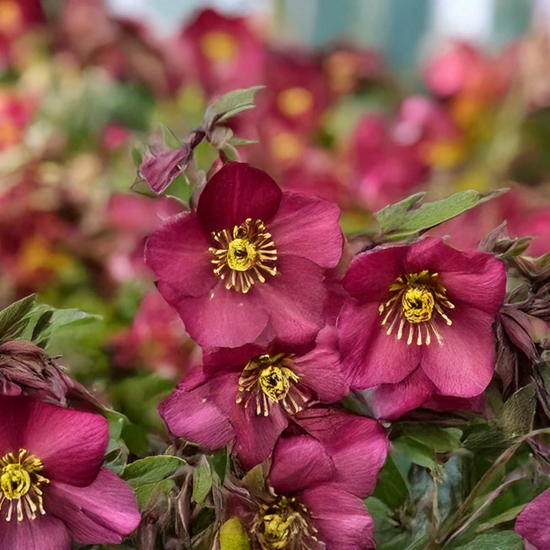 Helleborus × glandorfensis ‘Ice N’ Roses Red Romance (Pot Size 4.5L ...