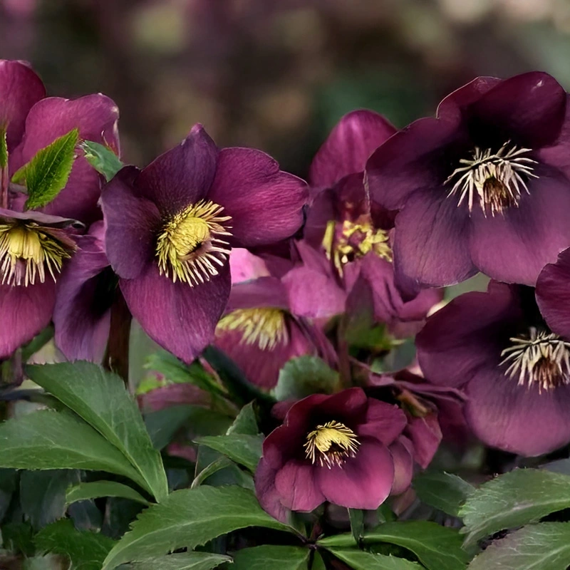 Helleborus HGC® 'Karli' (Pot Size 4.5L) Hellebore - The Boma Garden Centre