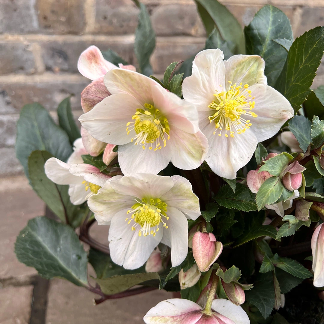 Helleborus HGC® SR Shooting Star® (Pot size 4.5L) - The Boma Garden Centre