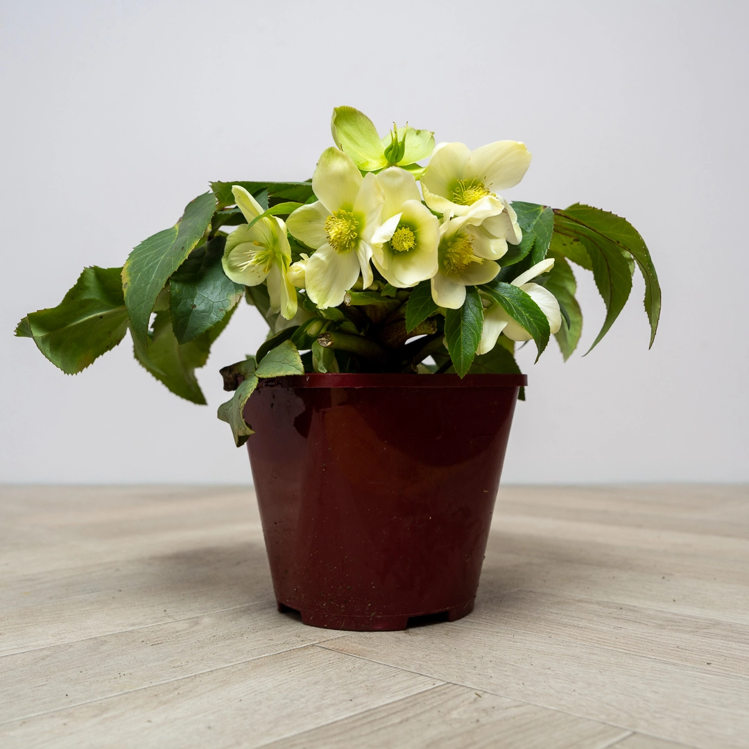 Helleborus 'Ice breaker Max' (Pot Size 4.5L) - The Boma Garden Centre