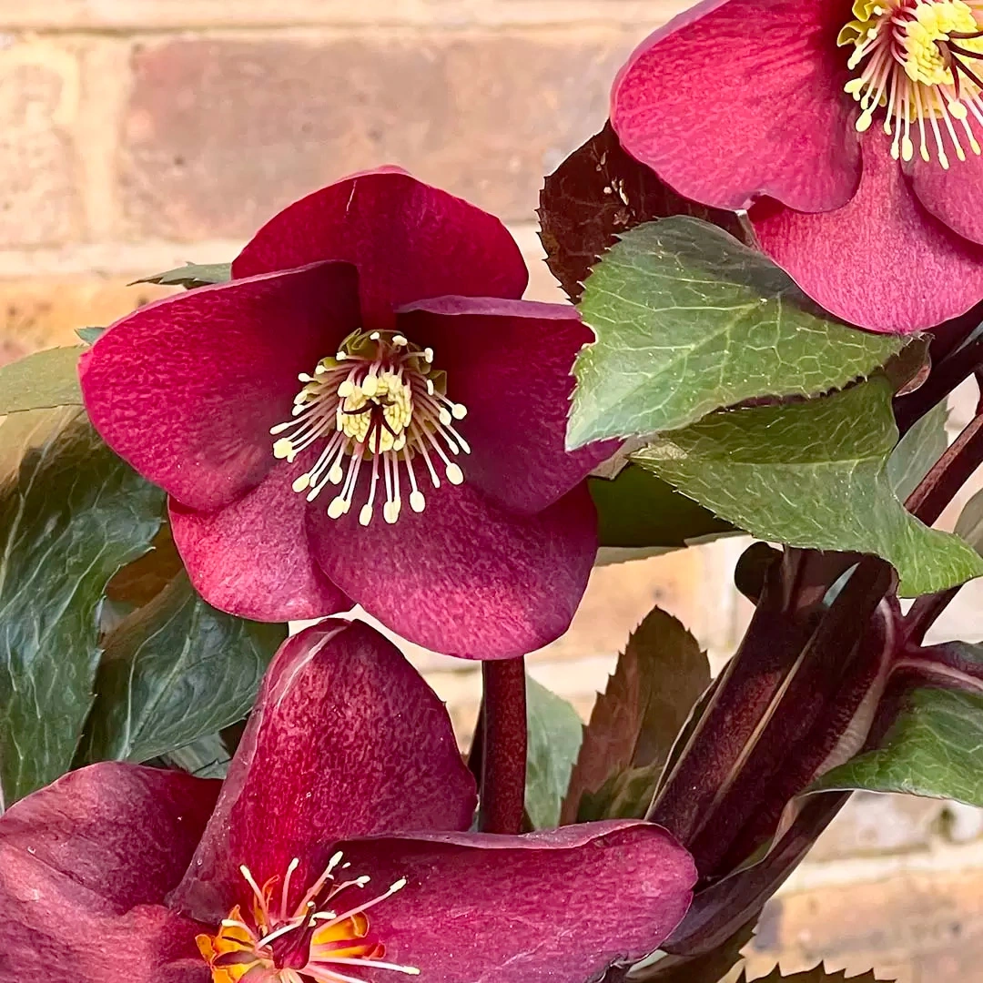 Helleborus Ice N Roses Early Red (Pot Size 15cm) Gold Collection - The ...