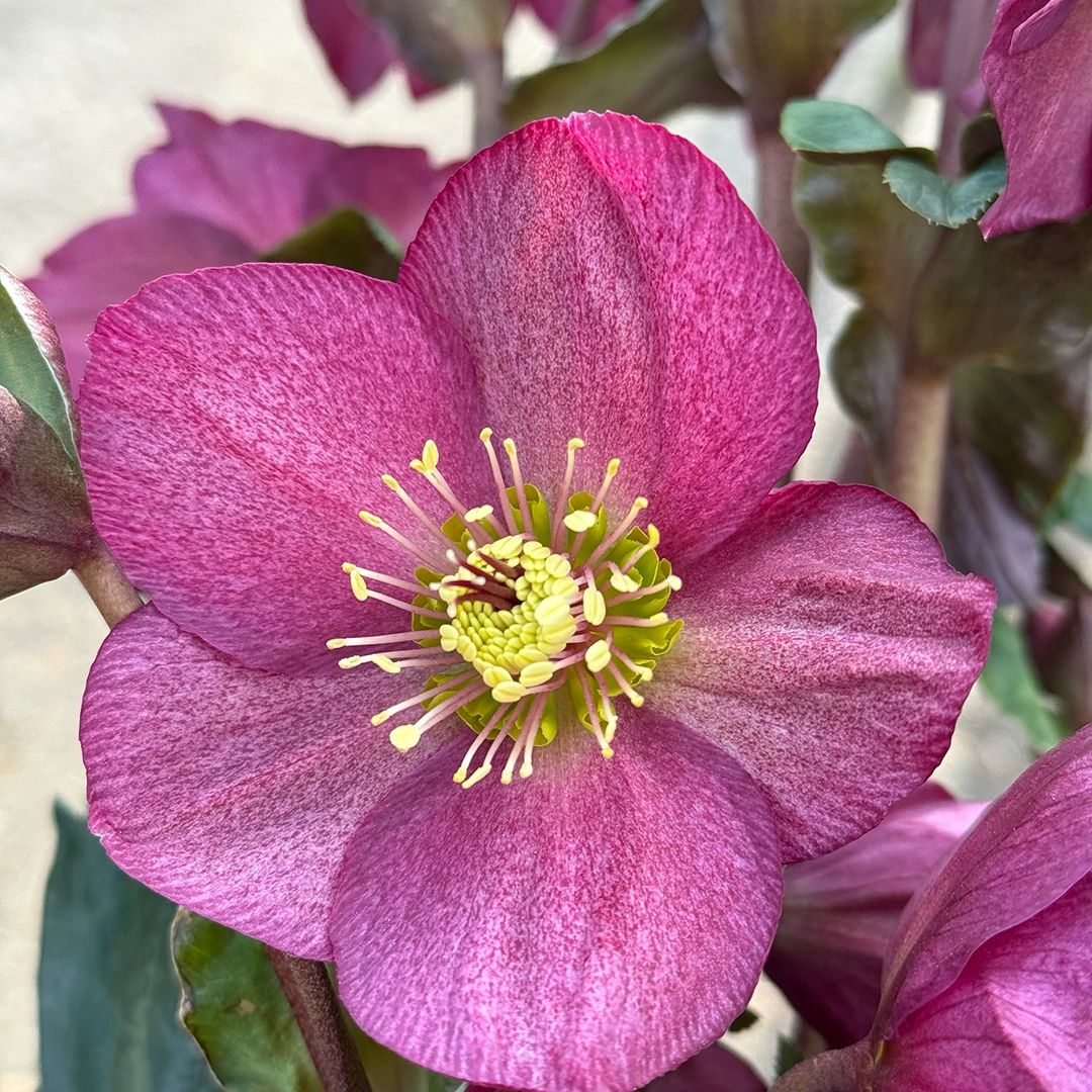 Helleborus 'Ice Rose Red' (Pot Size 4.5L) - The Boma Garden Centre