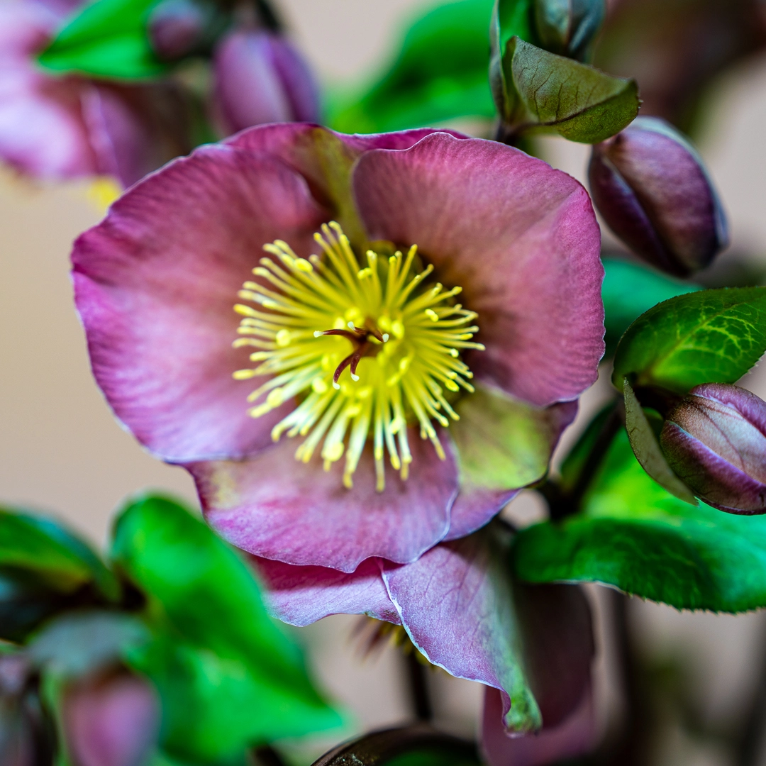 Helleborus ‘Penny's Pink’ (Pot Size 1.6L) Penny's Pink hellebore - The ...