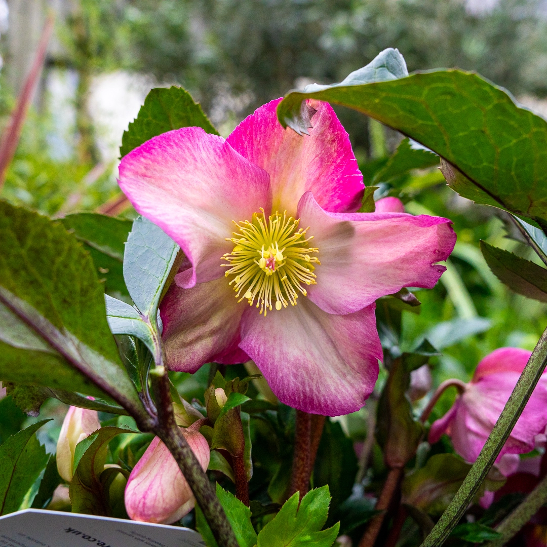 Helleborus 'Pink Promise' (Pot Size 4.5L) Pink Lenten Rose - The Boma ...