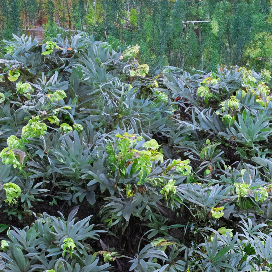 Helleborus × sternii 'Wester Flisk' (14cm) Wester Flisk Hellebore - The ...