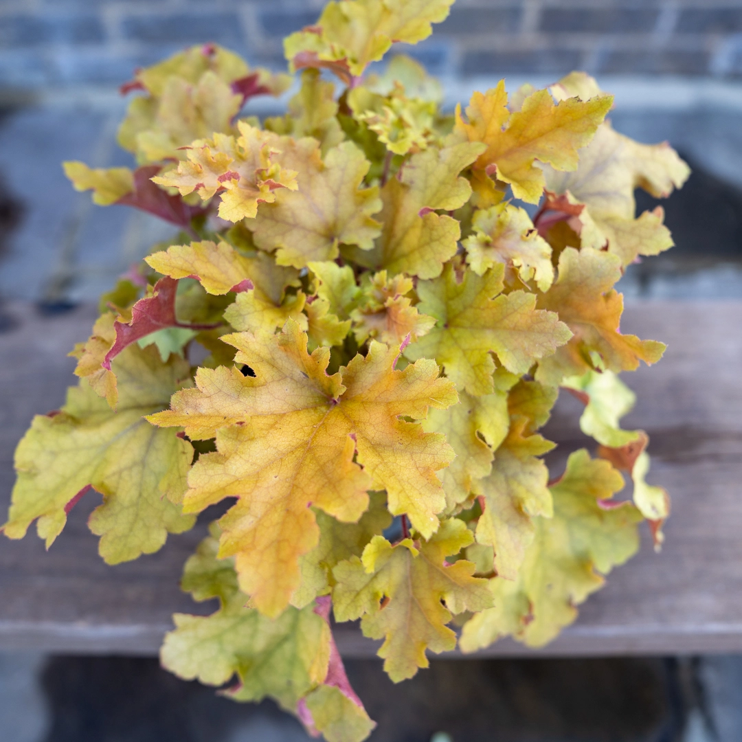Heuchera 'Indian Summer Orange' (12cm) Orange Coral Bells - The Boma ...