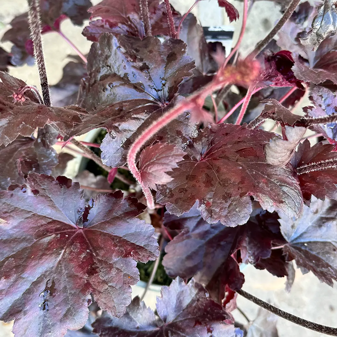 Heuchera 'Obsidian' (Pot Size 2L) - The Boma Garden Centre