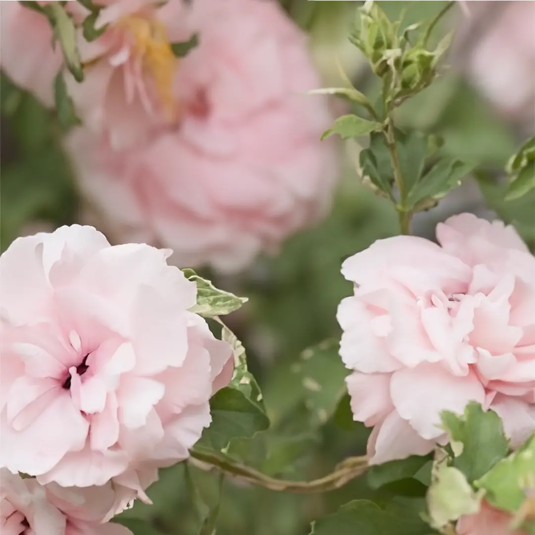 Hibiscus 'Sugar Tip' (Pot Size 19cm) - The Boma Garden Centre