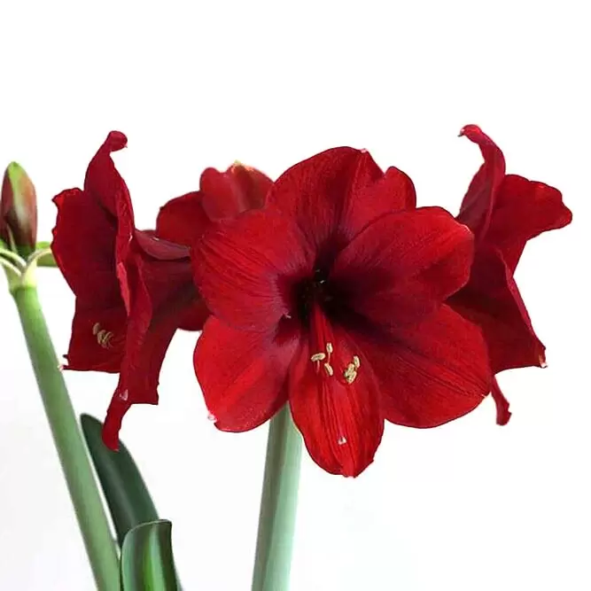 Hippeastrum 'Dark Red' (Pot Size 14cm) Bulb in a Pot Amaryllis indoor ...