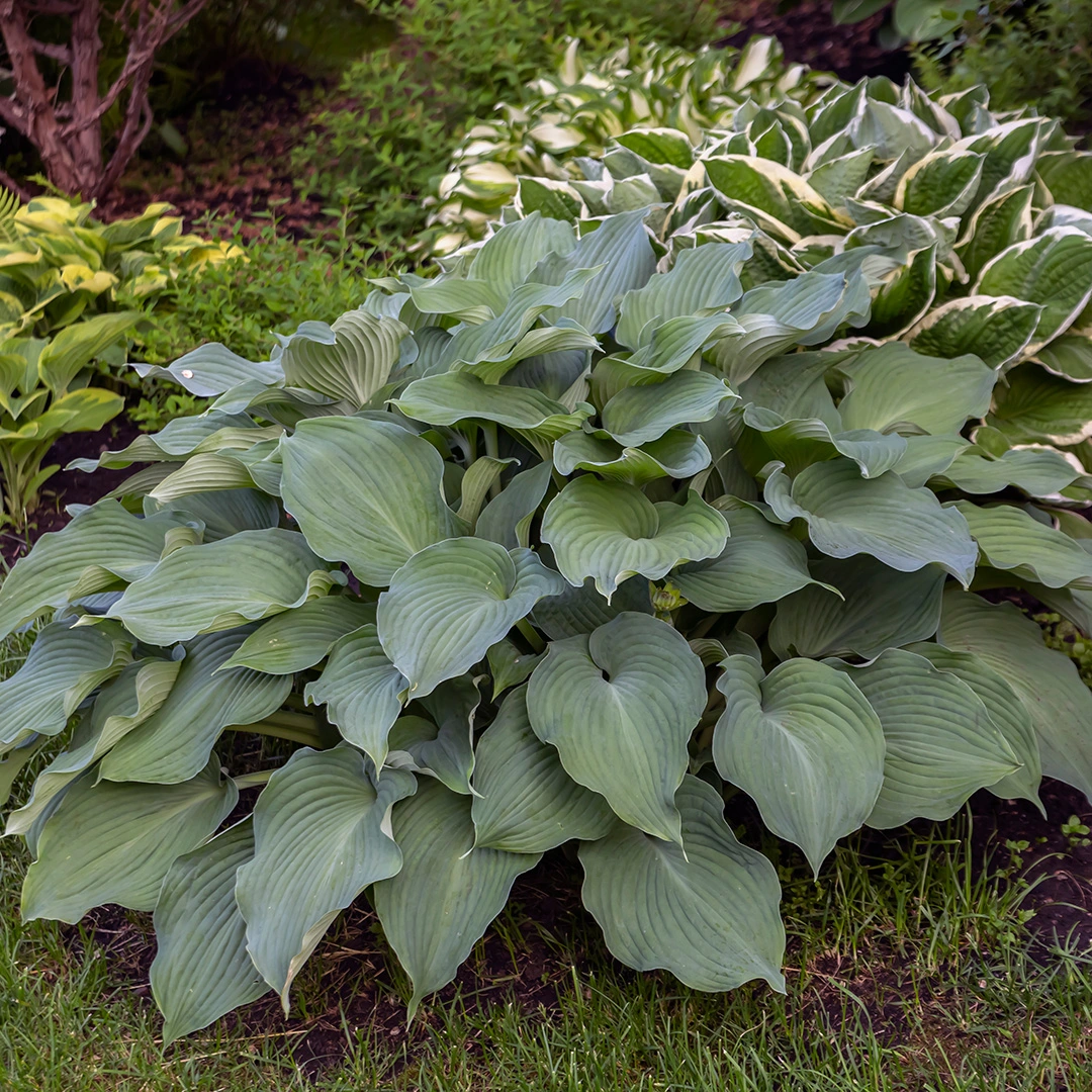 Hosta 'Halcyon' (Pot Size 2L) Plantain Lily Perennial - The Boma Garden ...