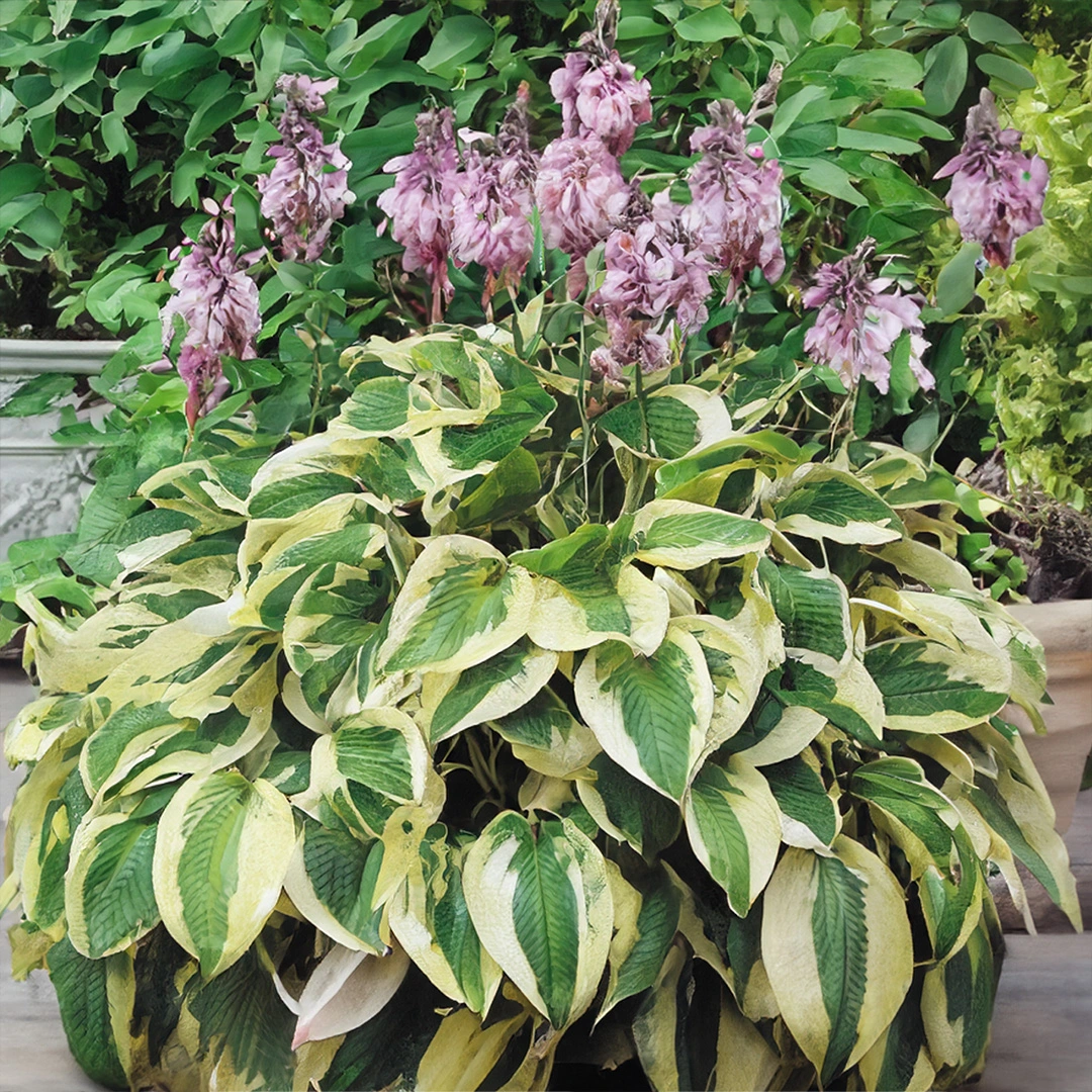 Hosta 'Wide Brim' (Pot Size 2L) - The Boma Garden Centre