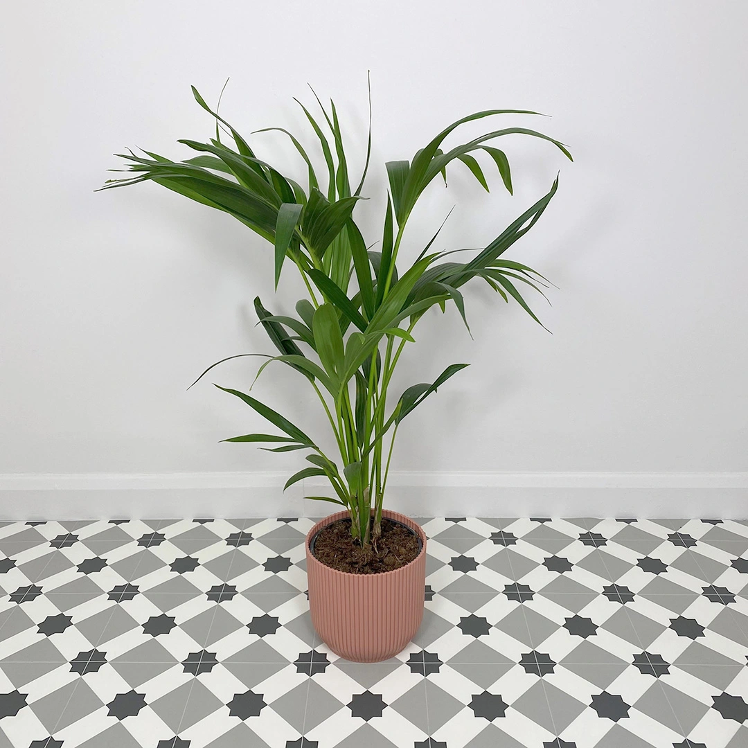 Howea forsteriana (Pot Size 17cm) H80cm Kentia palm - The Boma Garden ...