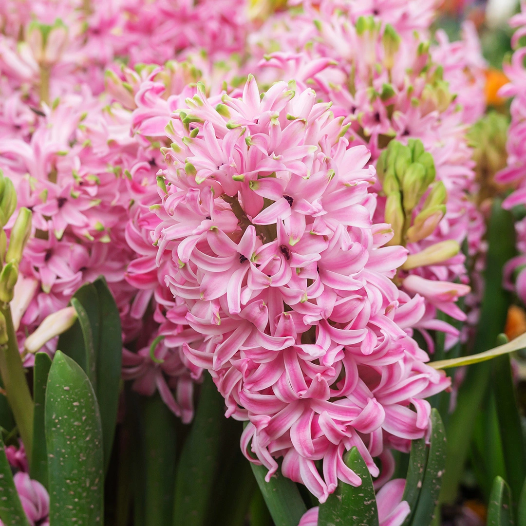 Hyacinthus multiflora 'Pink' (Pot Size 10.5cm) Hyacinth - The Boma ...