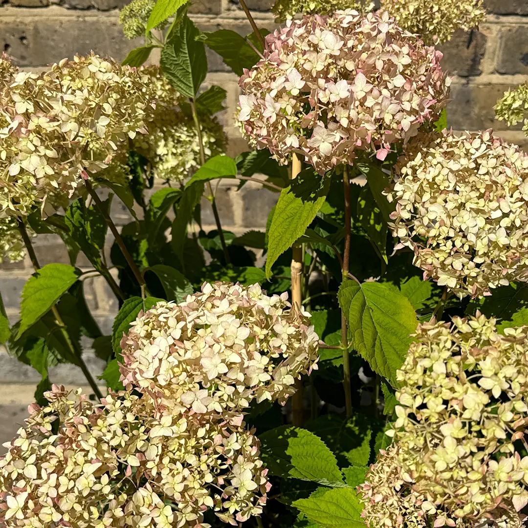 Hydrangea arborescens ‘Candybelle Marshmallow’ (Pot Size 29cm) Candy ...