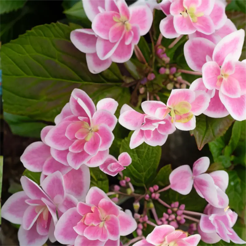 Hydrangea macrophylla 'Star Gazer' (Pot Size 5L) - Bigleaf Hydrangea ...