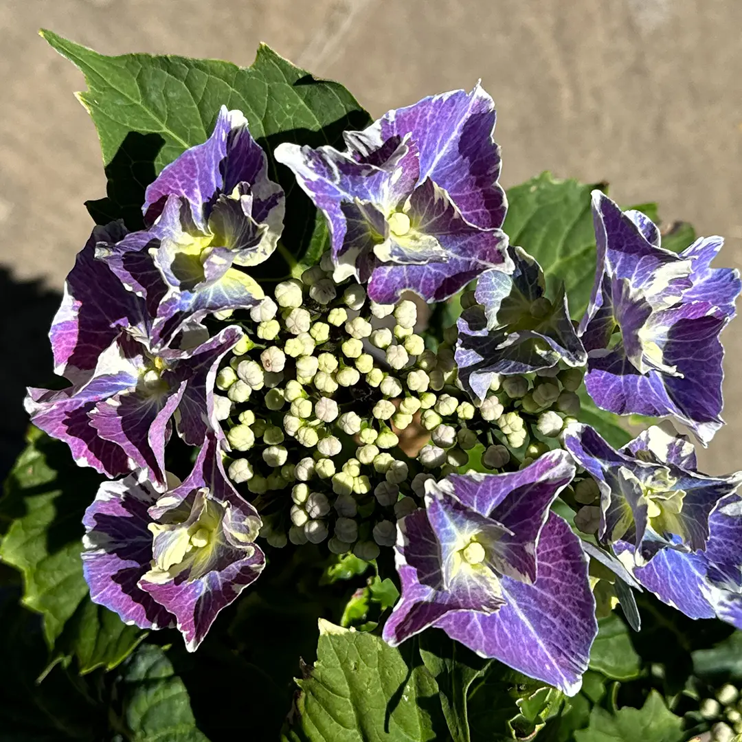 Hydrangea macrophylla 'Starlit Sky' (Pot Size 3L) Starlit Sky Hydrangea ...