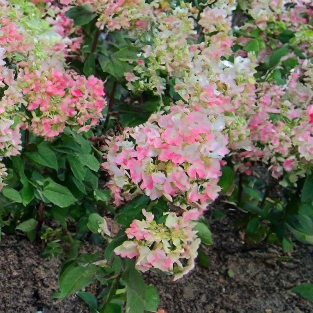 Hydrangea paniculata 'Candlelight' (Pot Size 19cm) Candlelight ...