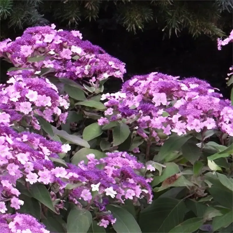 Hydrangea 'Velvet & Lace' (Pot Size 4L) - The Boma Garden Centre