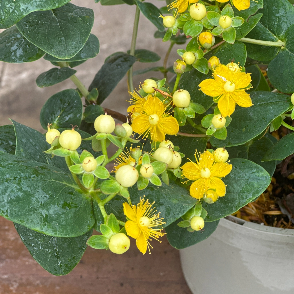 Hypericum ‘Miracle Blizz’ (Pot Size 3L) Miracle Blizz St. John’s Wort ...